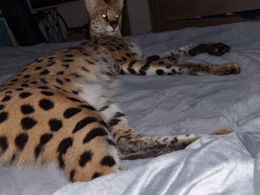 Саванна кот