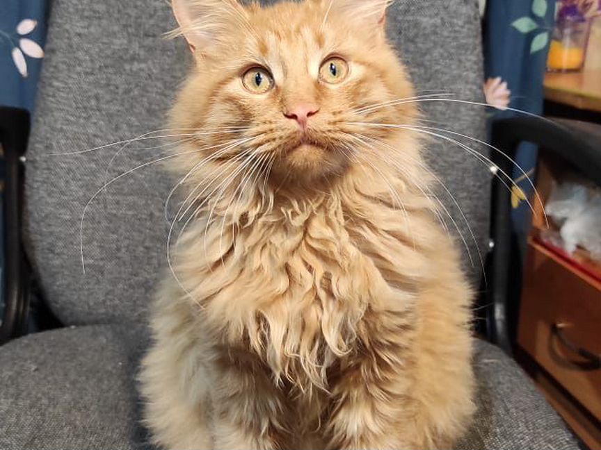 Метис Мейн-куна