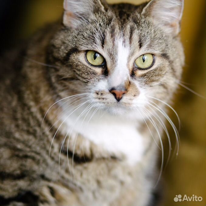 Котик Кузя ищет дом