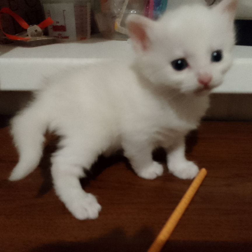 Котенок