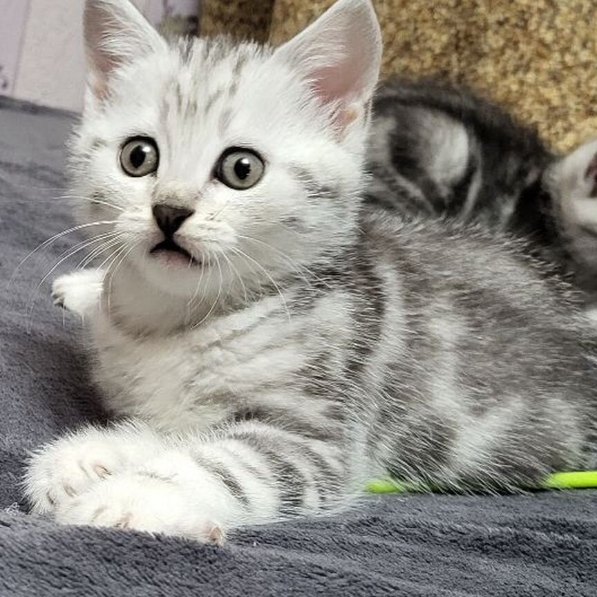 Шотландская прямоухая котята