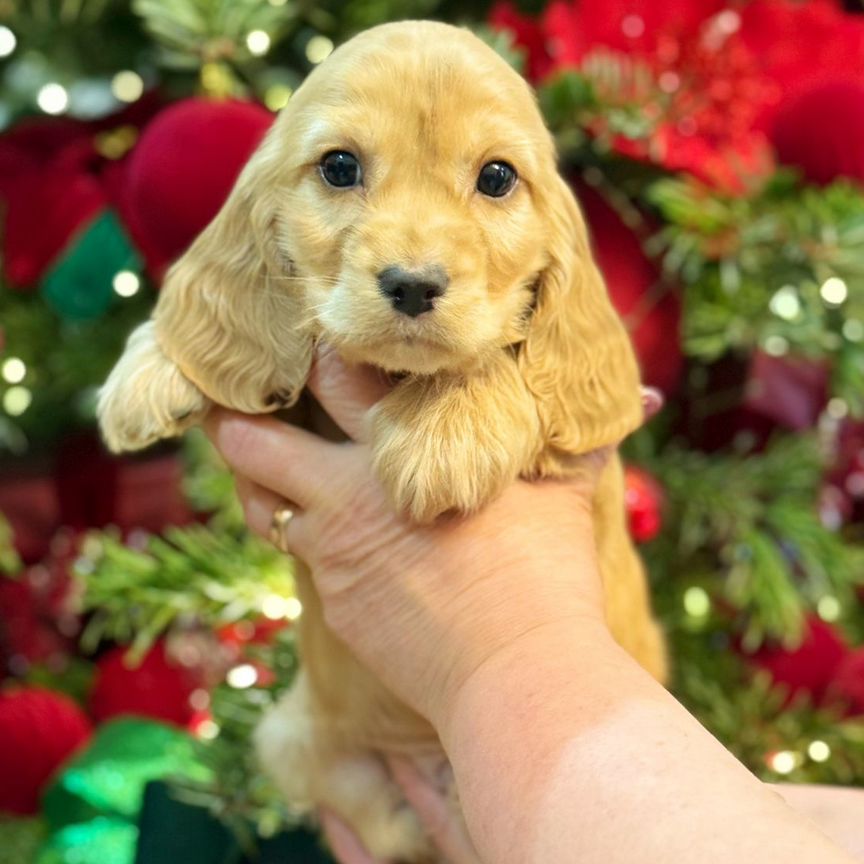 Английский кокер-спаниель, щенок