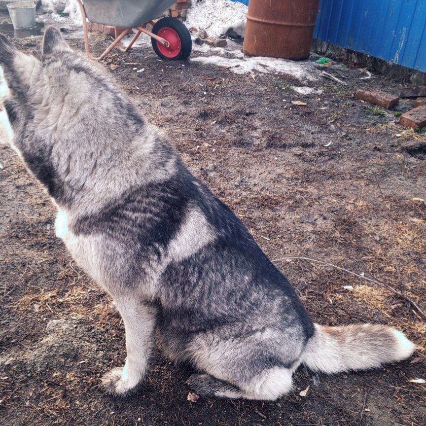 Сибирский хаски, взрослая собака