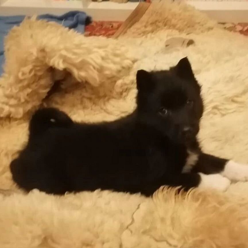 Русско-европейская лайка, щенок