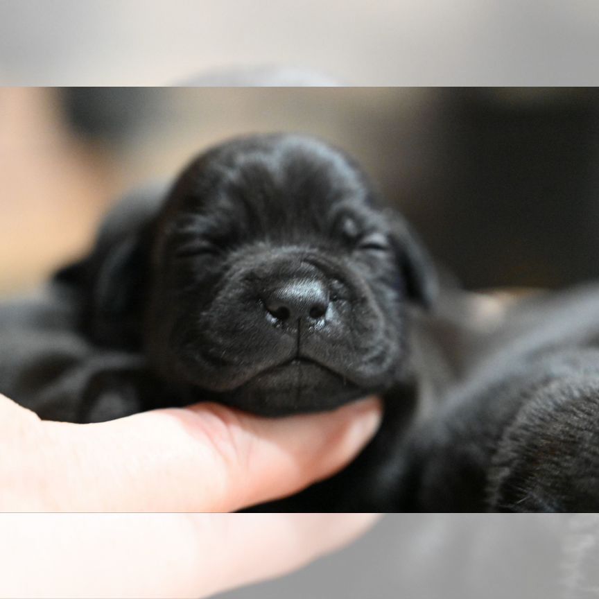 Стаффордширский бультерьер, щенок