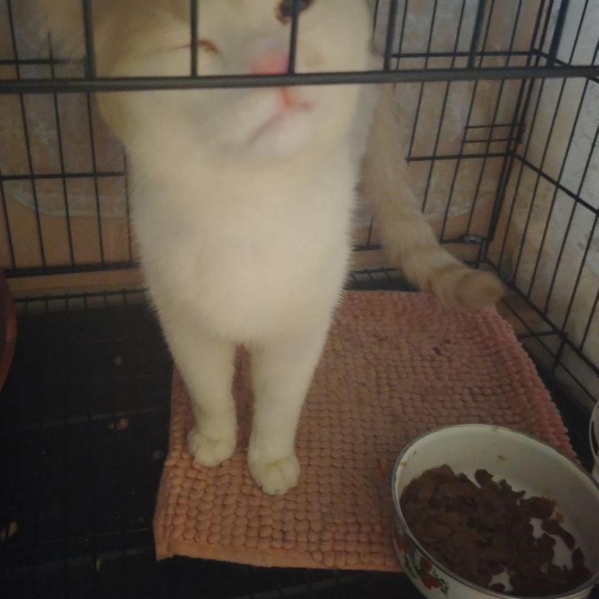 Европейский короткошёрстный котёнок