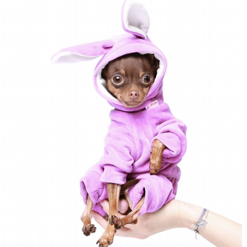 Русский той-терьер, щенок