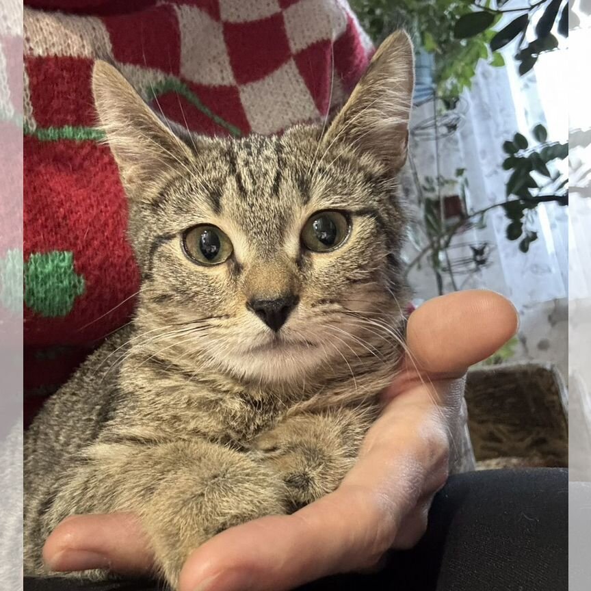Котенок
