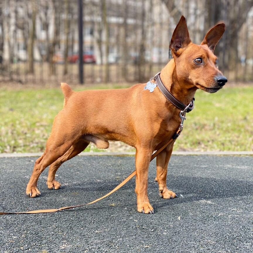 Вязка цвергпинчер