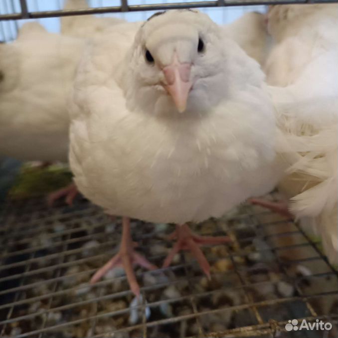 Перепел техасский (мальчики)