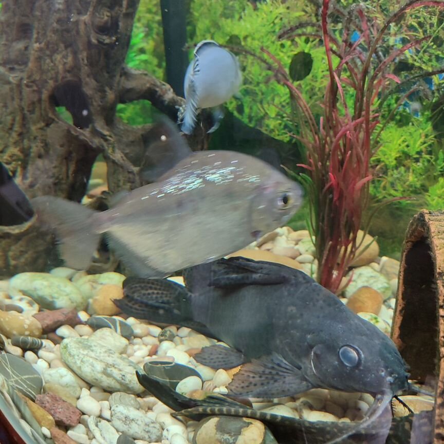 Аквариум с тумбой jebo 170 литров