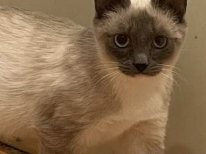 Кошечка Кама 5 мес