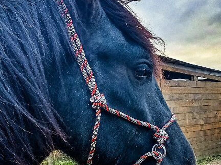 Скользящее оголовье