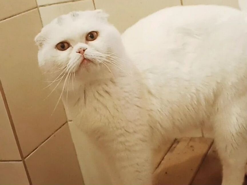 Кот вислоухий с родословной вязка