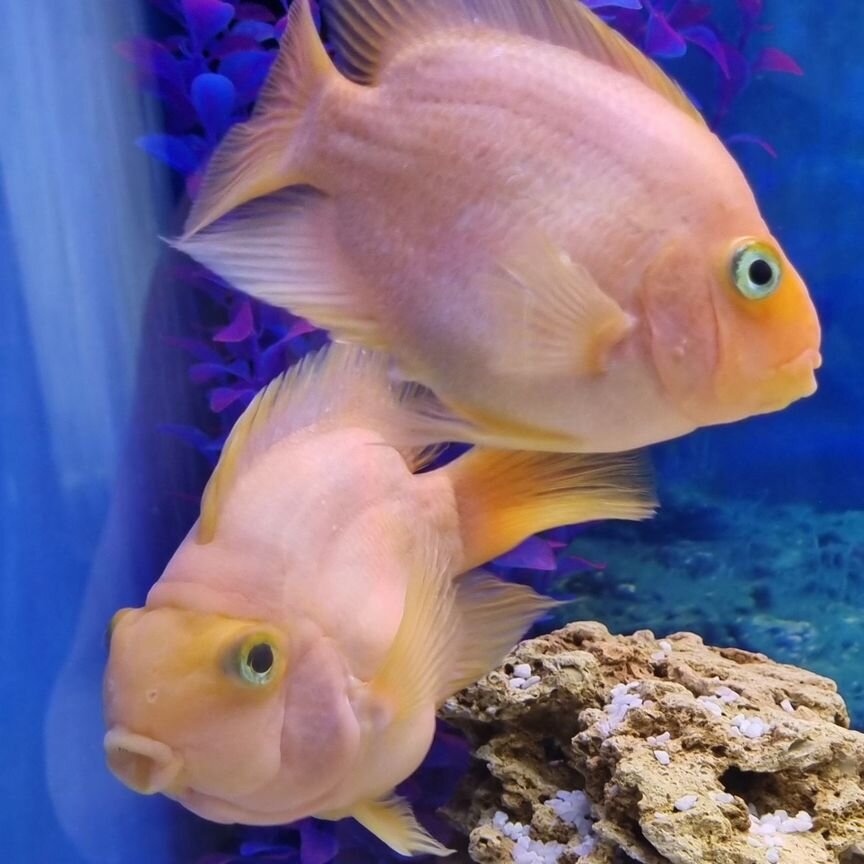 Аквариумные рыбки, 2 красных попугая