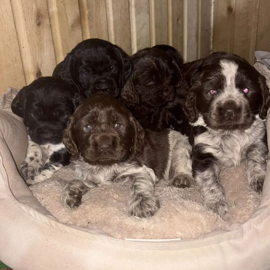 Американский кокер-спаниель, щенок