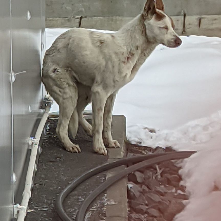 Ищем добрых и заботливых хозяевов