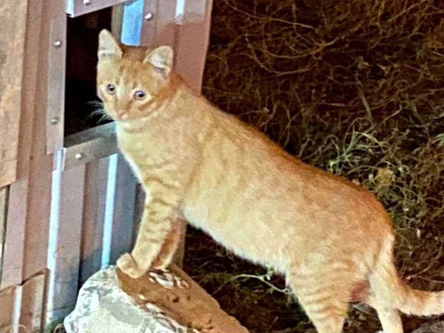 Рыжий ласковый кот