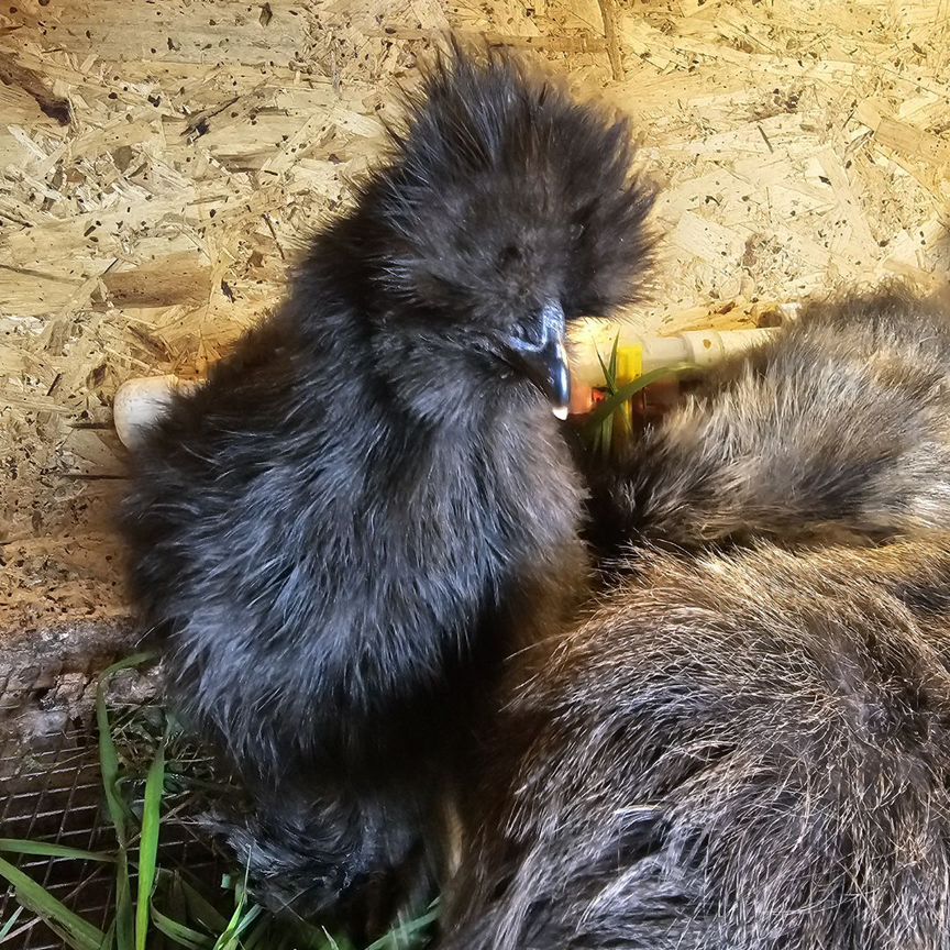 Китайские курочки