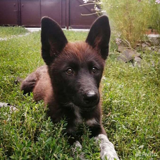 Помесь Лайки и Немца