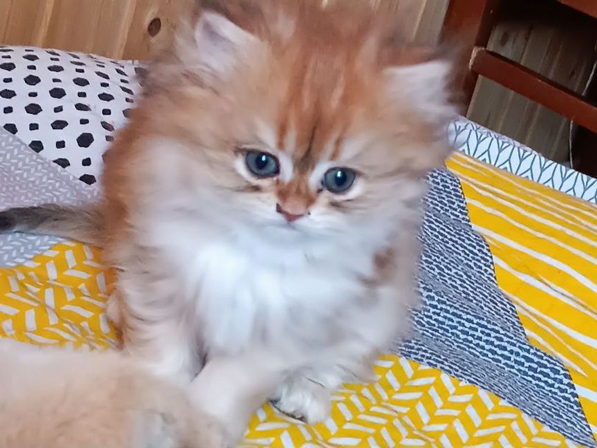 Мальчик хайленд золотая шиншилла