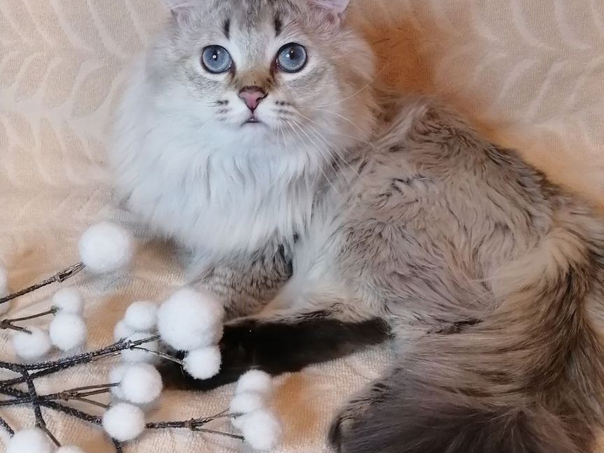 Длинношерстный клубный кот