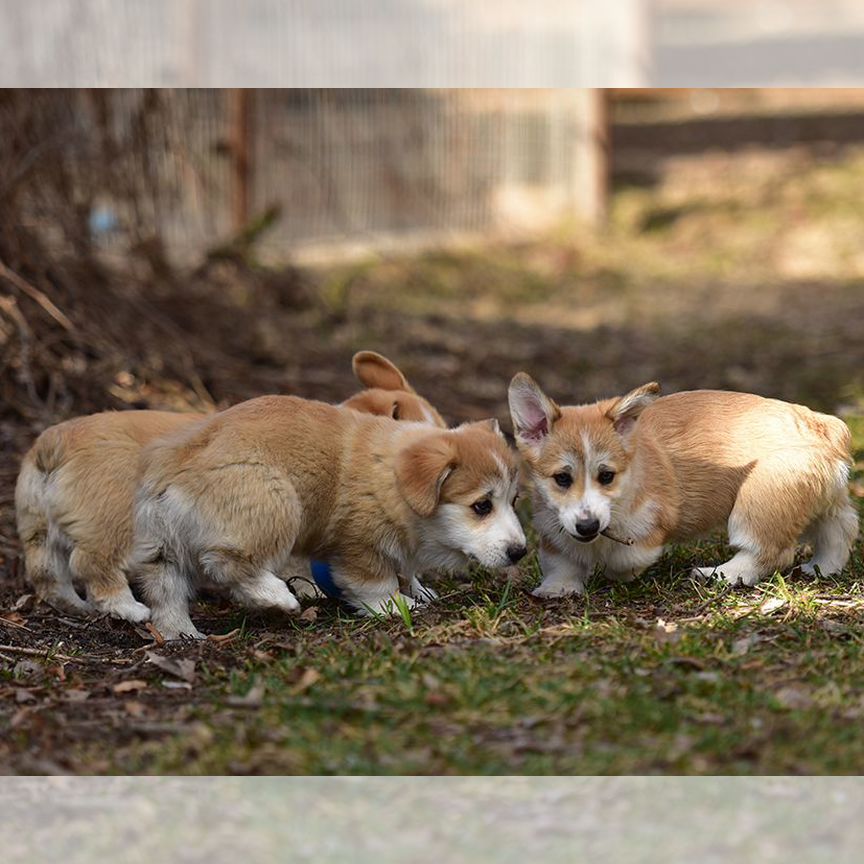 Вельш Корги Пемброк, щенок