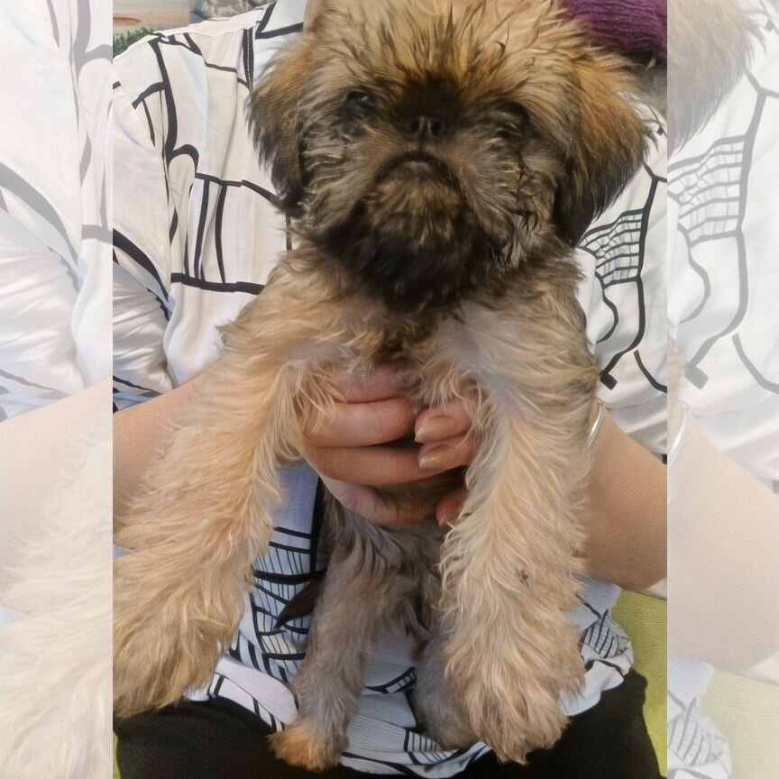 Бельгийский гриффон, щенок