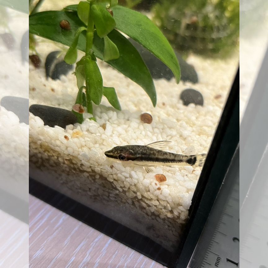 Сомик отоцинклюс