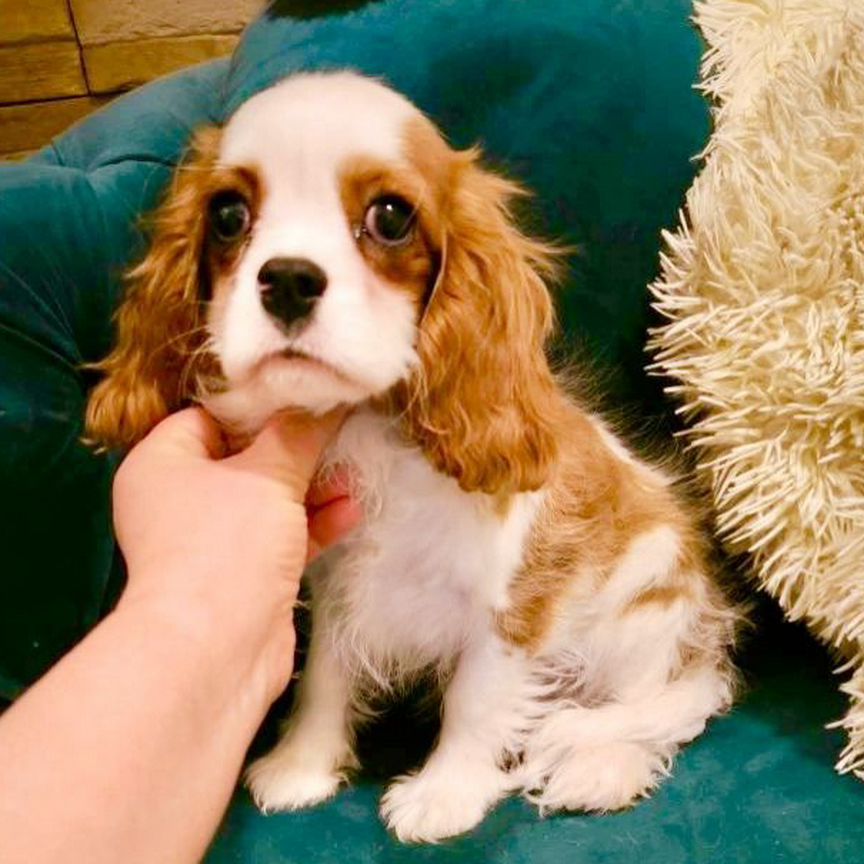 Кавалер кинг-чарльз-спаниель, щенок