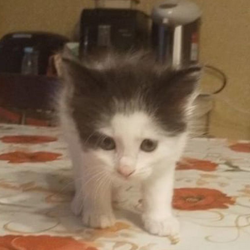 Котятки пушистики в добрые руки