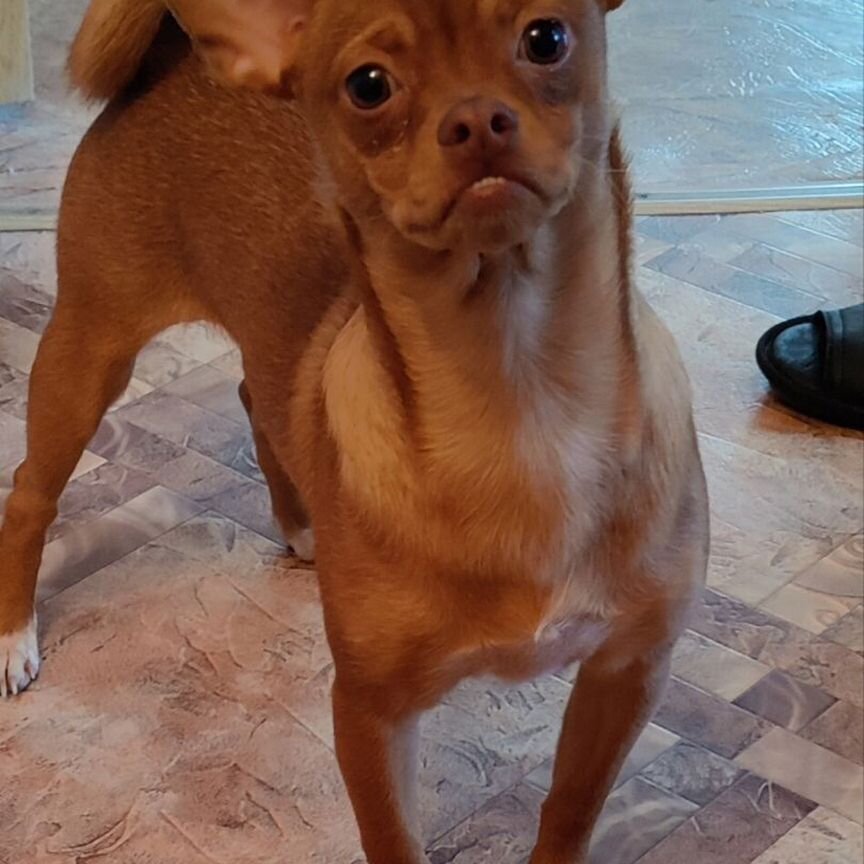 Пёс ищет дом