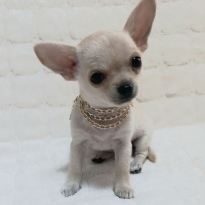 Чихуахуа, щенок