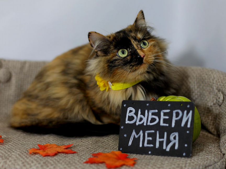 Малышка ищет дом, очень добрая и ласковая