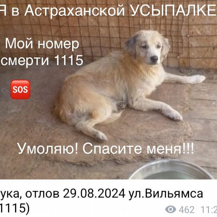 Собачка в усыпалке