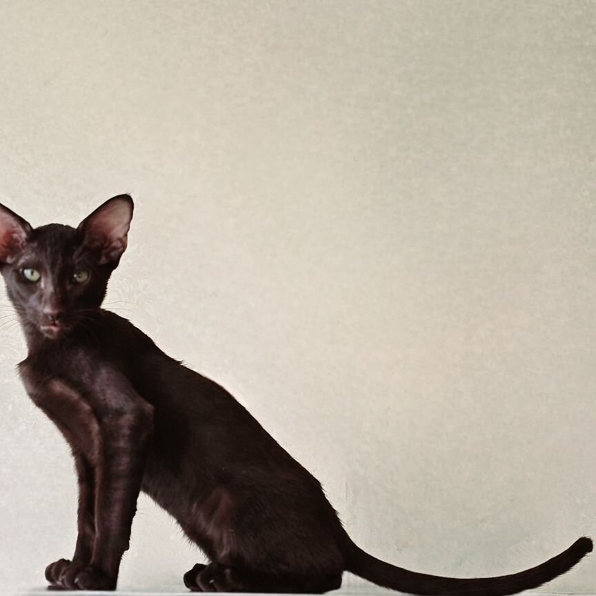 Шоколадный ориентал мальчик