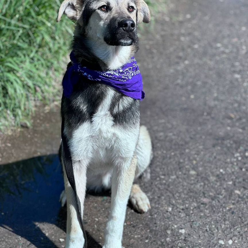 Буба - щенок из приюта ищет дом