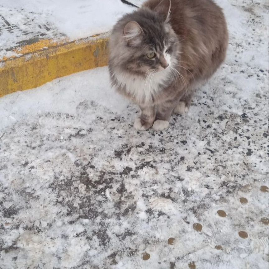 Кот в добрые руки