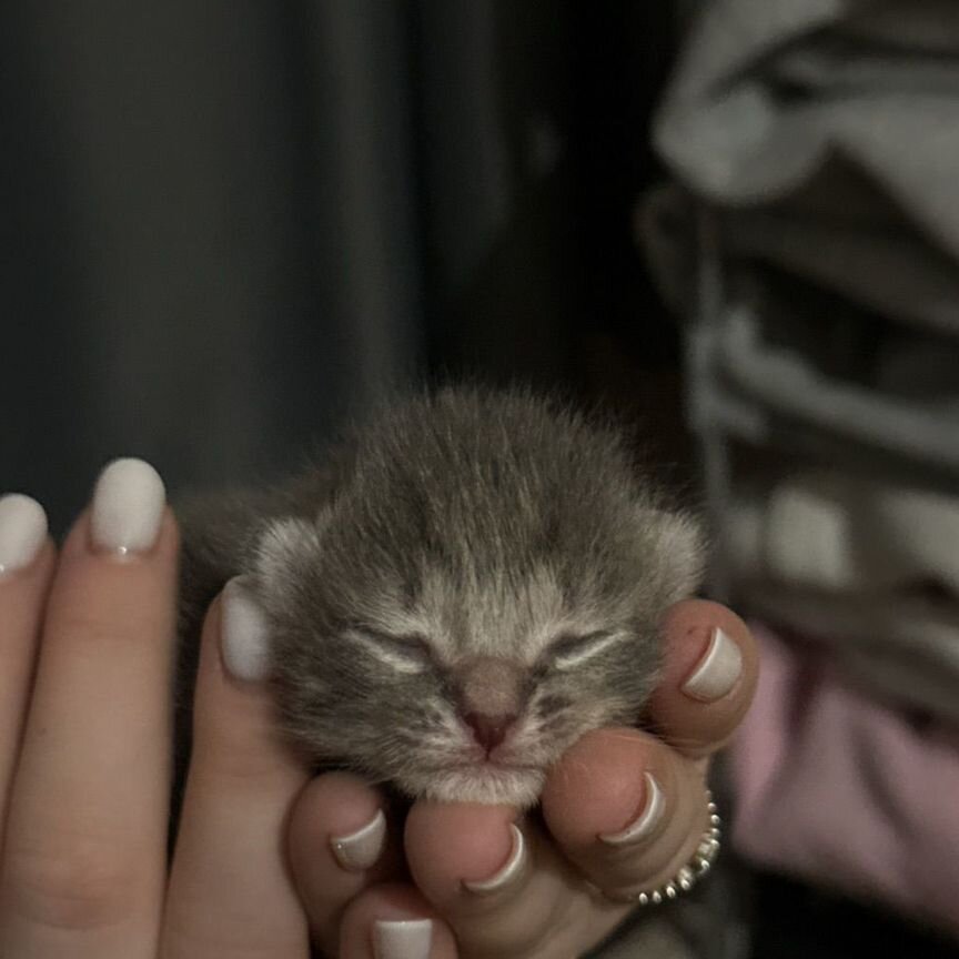 Шотландский вислоухий длинношёрстный котёнок