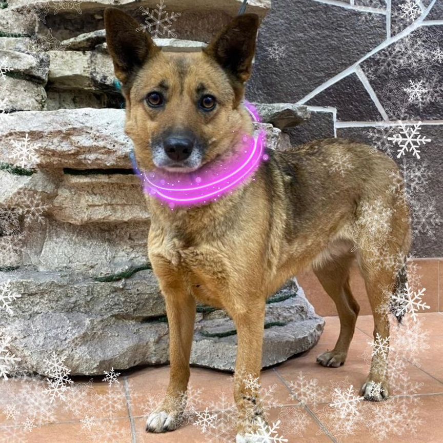 Небольшая собачка, умная, стерелизованная