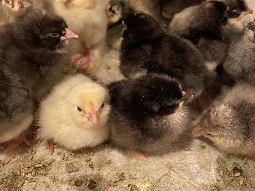 Цыпленок брама