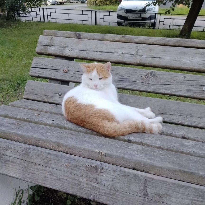 Кот Соломон по договоренности