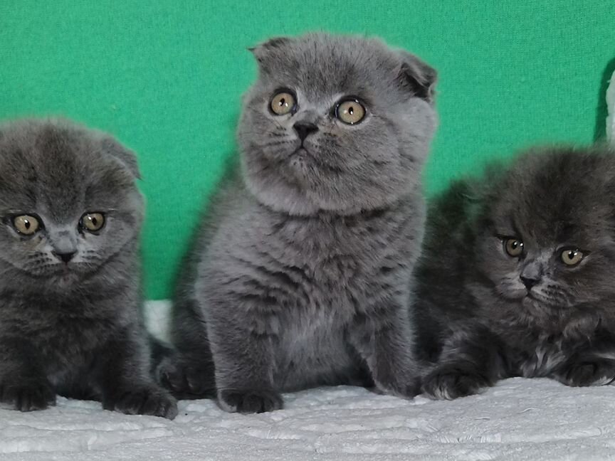 Вислоушки голубые