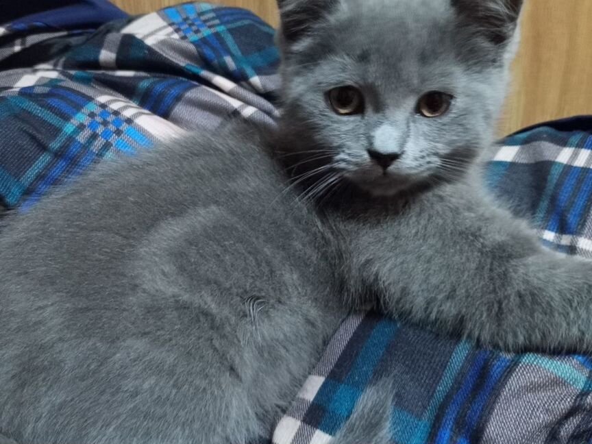 Отдаю кошку(девочка)