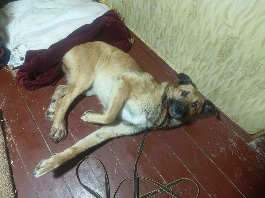 Пёс выполз к людям через месяц после автотравмы