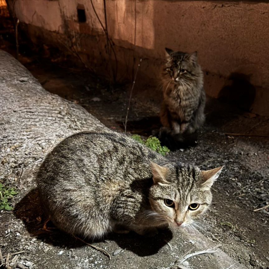 Найдена кошка