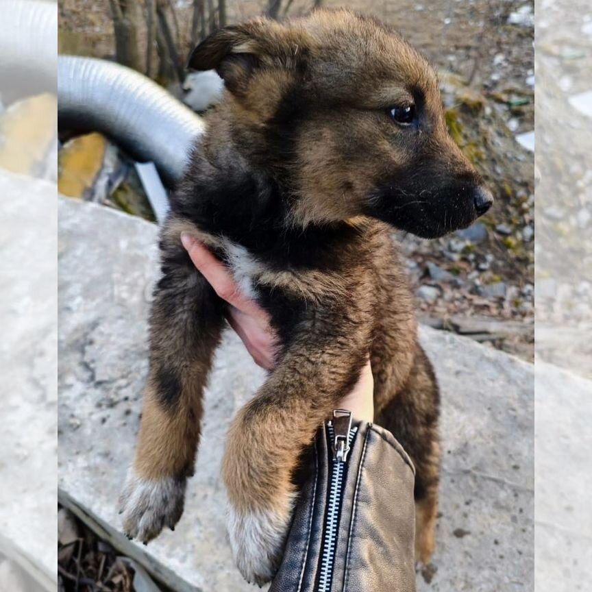 Щенок в добрые руки