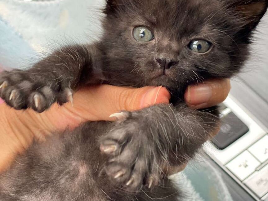 Котята от кошки крысоловки
