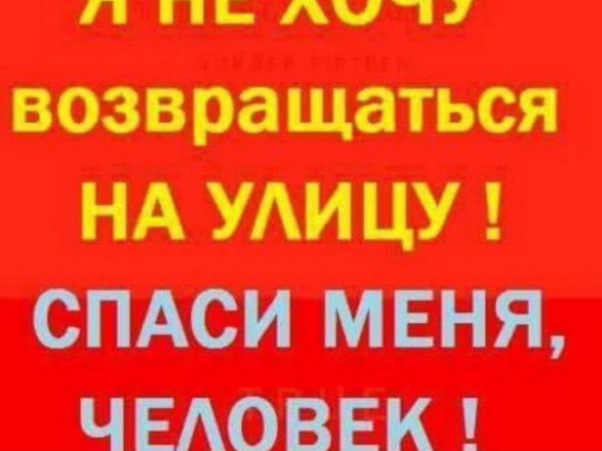 Собака в добрые руки