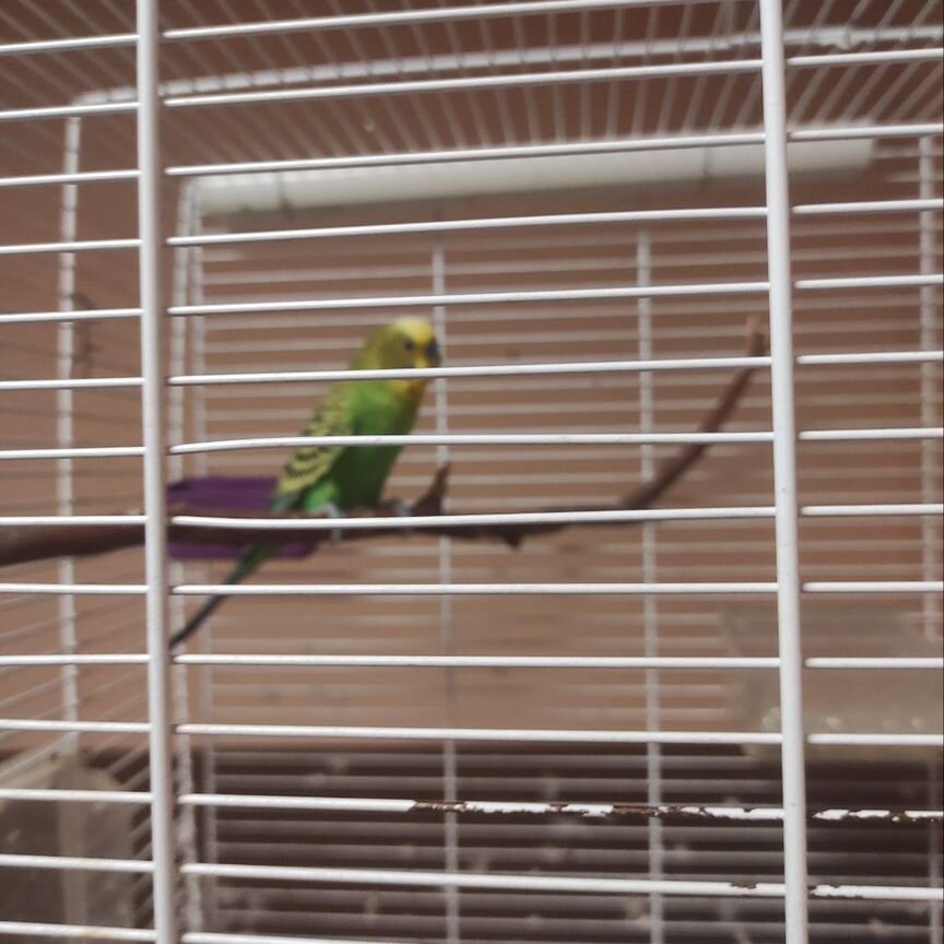 Волнистый попугай самец